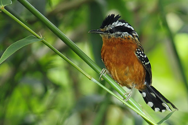 Animales en peligro de extinción de Perú