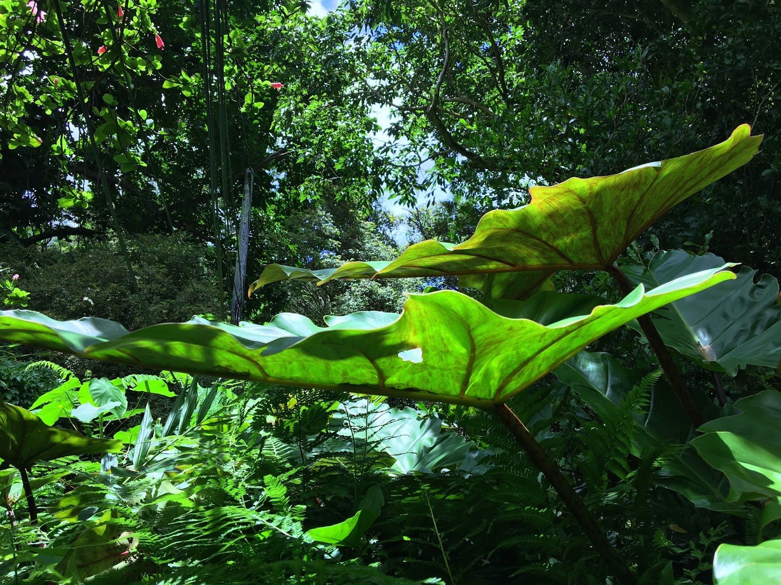 Aloha from Hawaii: The Sacred, Life sustaining Hawaiian plant ancestor ...