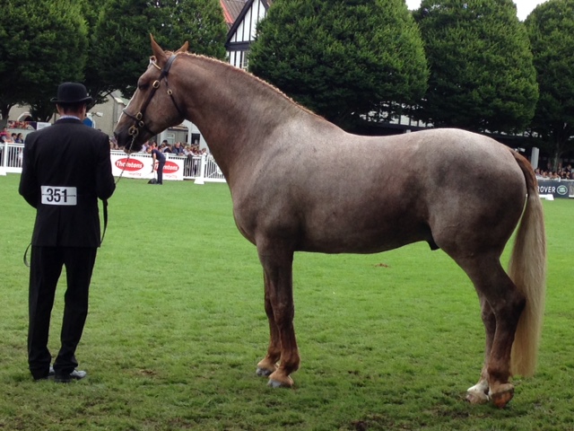 LIfe of a Horse: Irish Horse breeds
