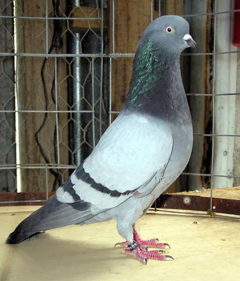Pigeons Loft: Pigeon Breeds and Types