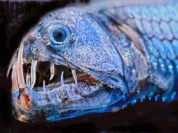 AVEEK- Blogs: Viper fish