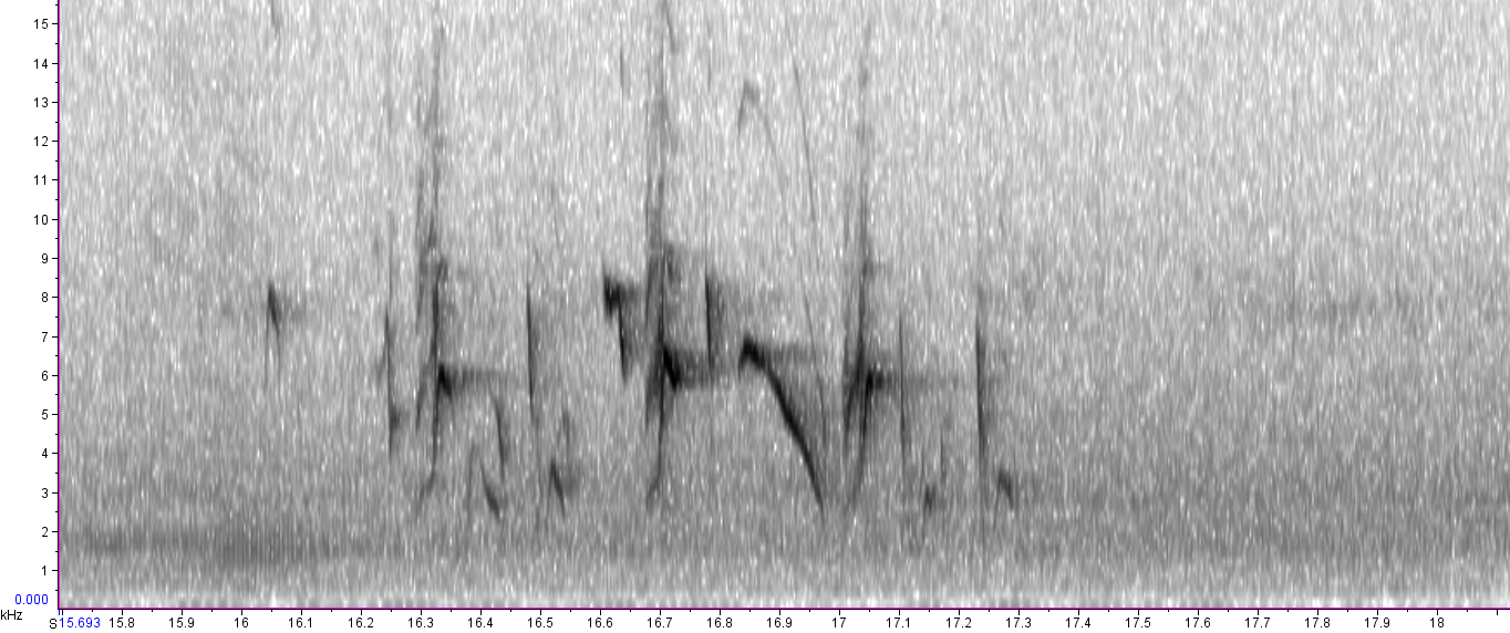 BIRD CALLS and SONGS: Titmice calls