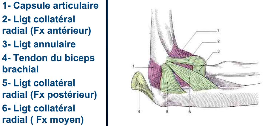 un médecin du sport vous informe: Le coude traumatique du sportif