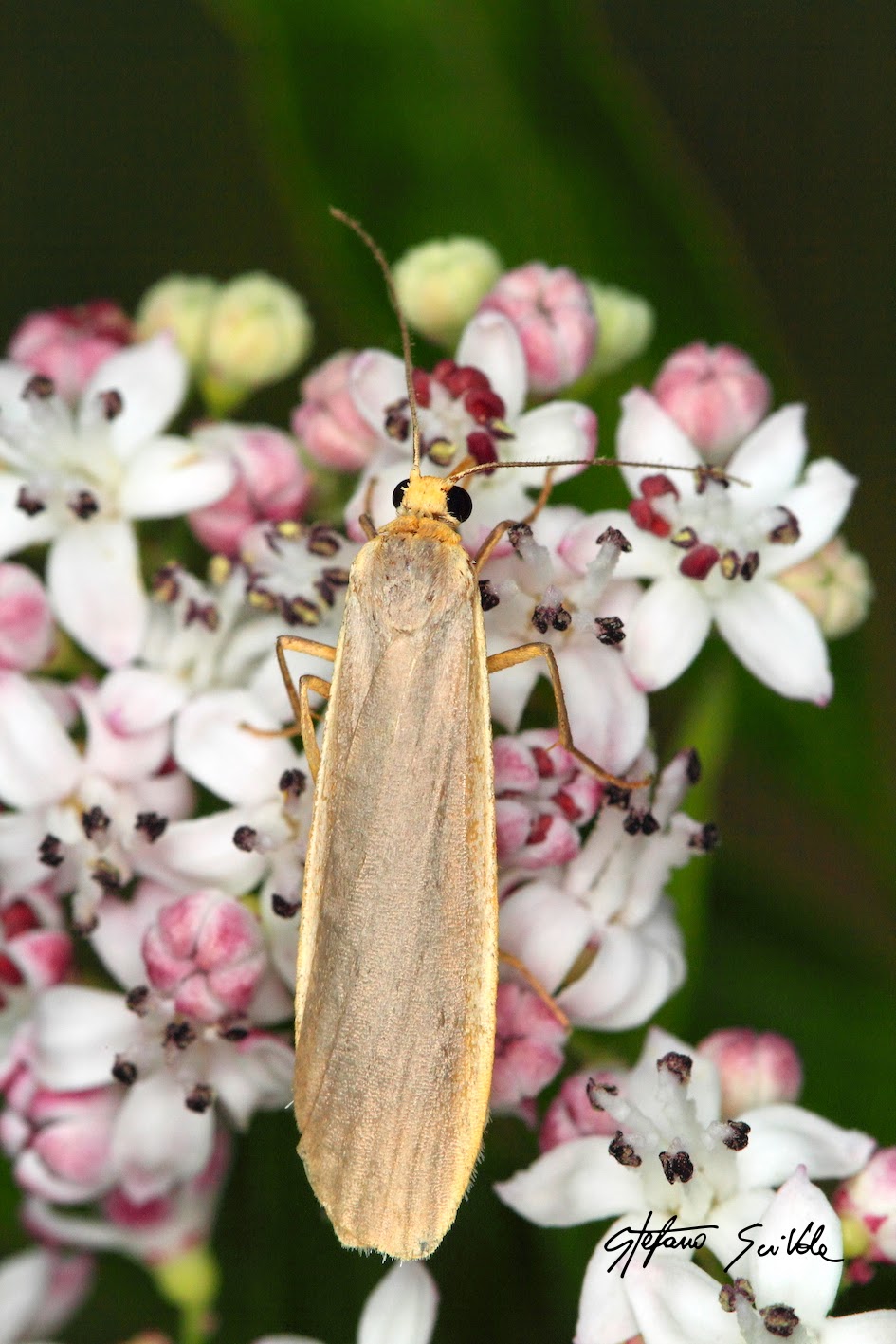 Birds, Lepidoptera and other animals of Abruzzo: Eilema complana ...
