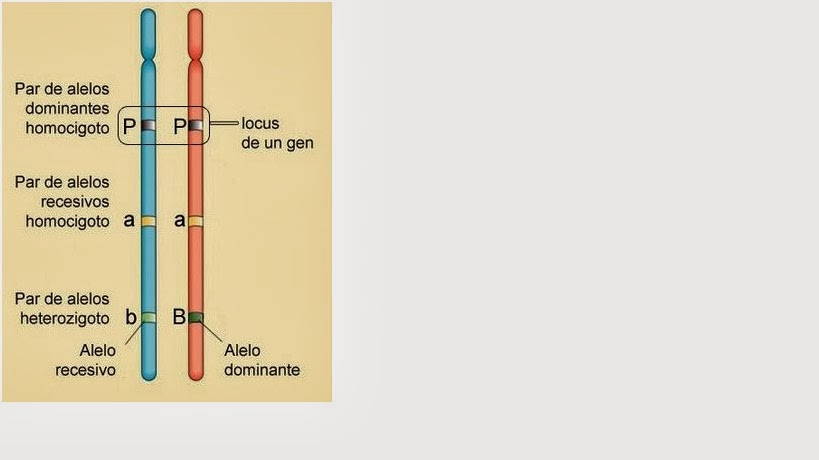 Café y Biología: Lección 22 Genes y herencia