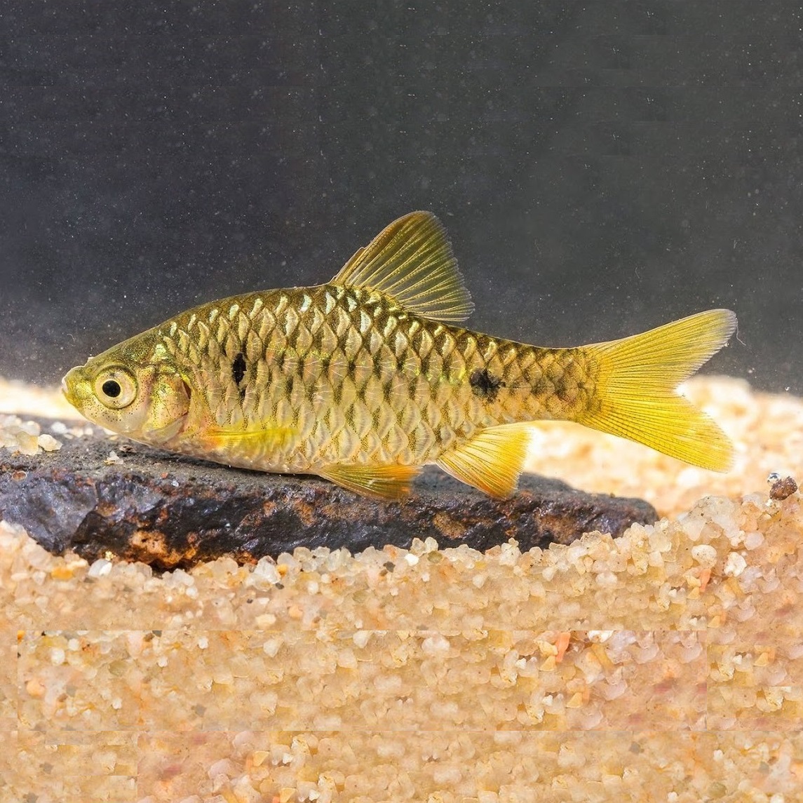 Species New to Science: [Ichthyology • 2018] Pethia sahit • A New Syntopic Species of Small Barb ...