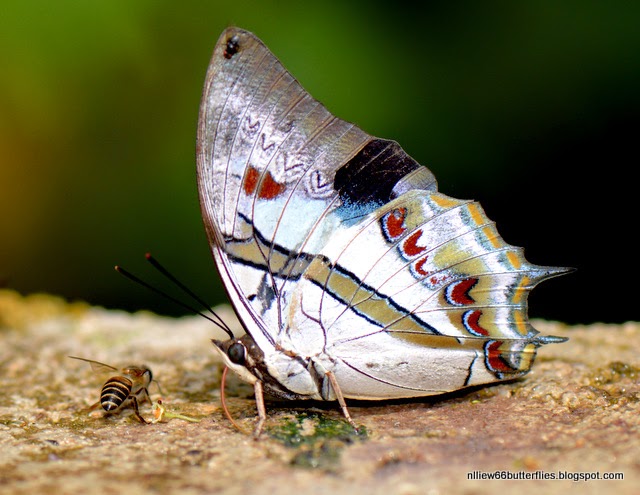 The Forested Path (and Beyond): BUTTERFLIES of RAUB: The Blue Rajah ...