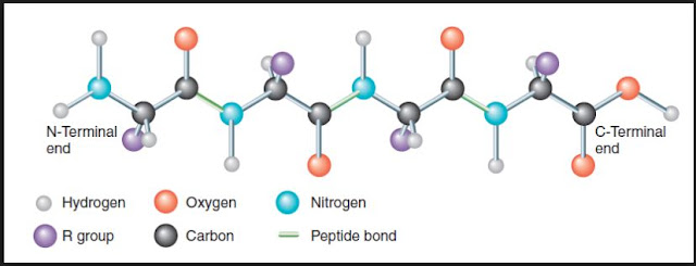 Susunan Molekul Protein - Jegeristik