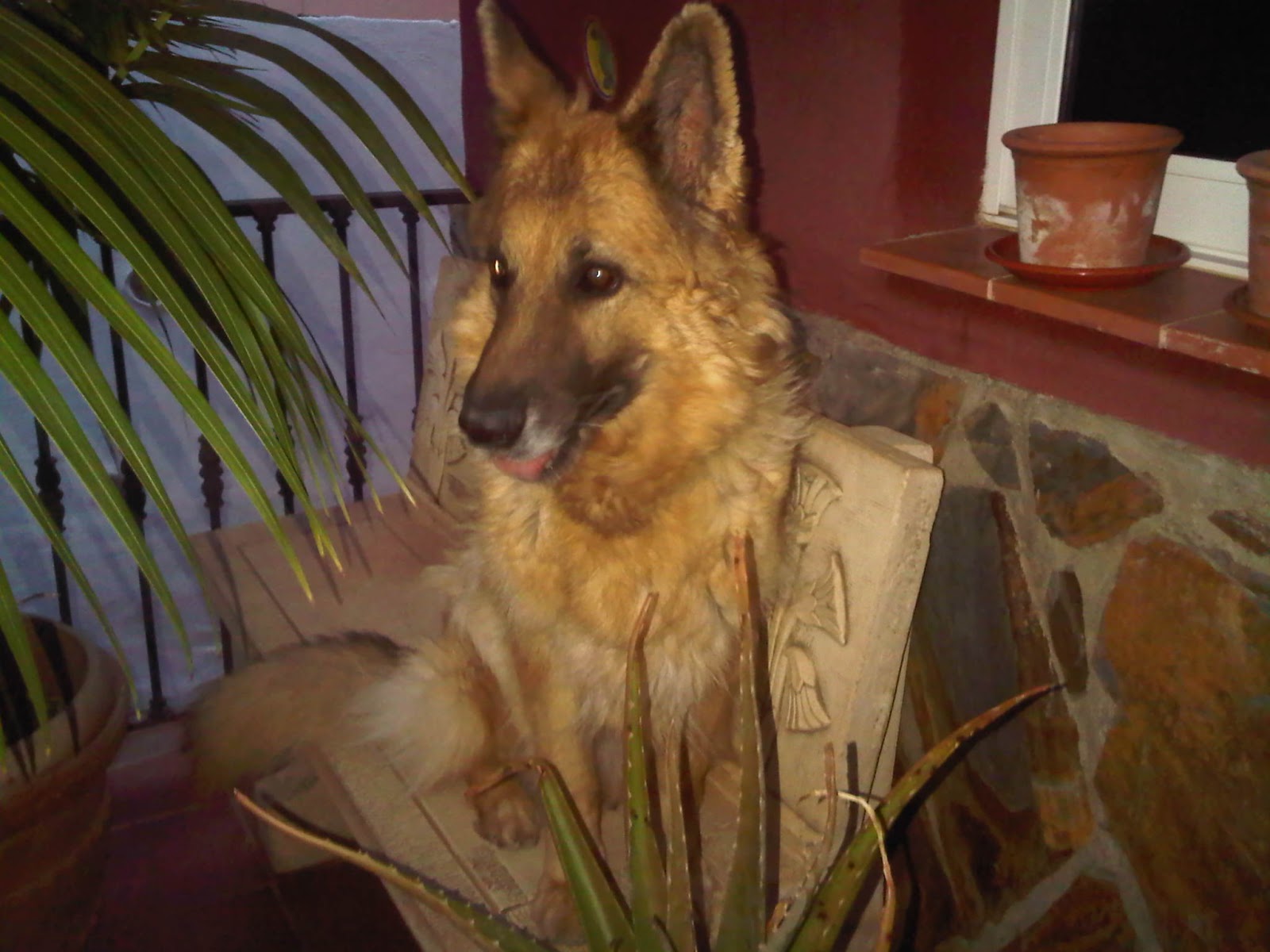 El blog de Roberto: MIS DOS PERRAS