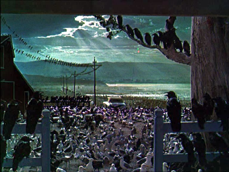 The Film Sufi: “The Birds” - Alfred Hitchcock (1963)