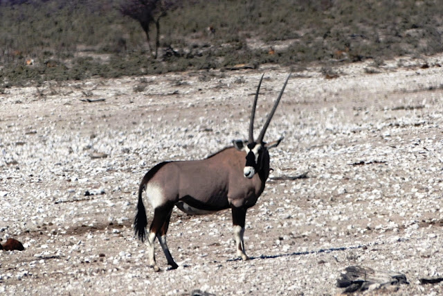 LUIS LÓPEZ PUNTO COM: ÁFRICA AUSTRAL 2016: El Orix, un antílope que ...