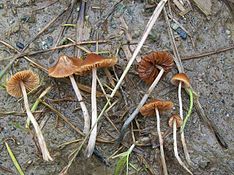 Magic Mushroom Hunters: Conocybe cyanopus