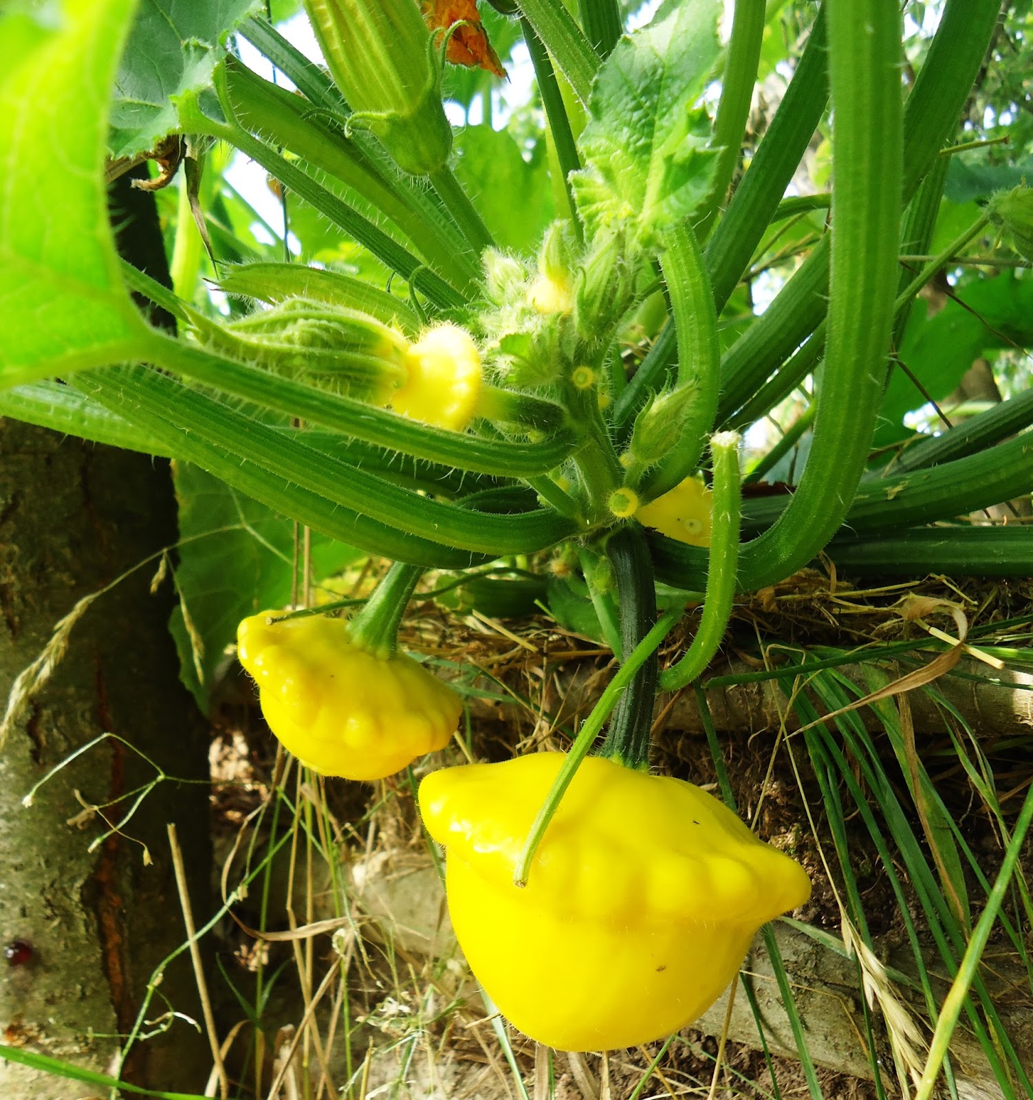 Šviesos 203: Patisonai