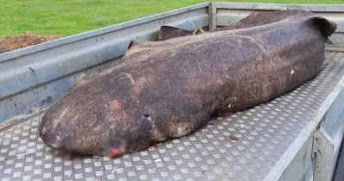 Ilmuwan Temukan Hiu Berusia 400 Tahun. (Foto: News Sky)-Moch Prima ...