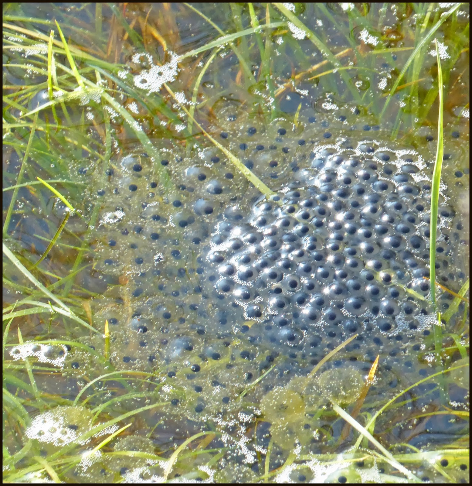 Wild and Wonderful: Amphibian Alert ~ Frogs Galore