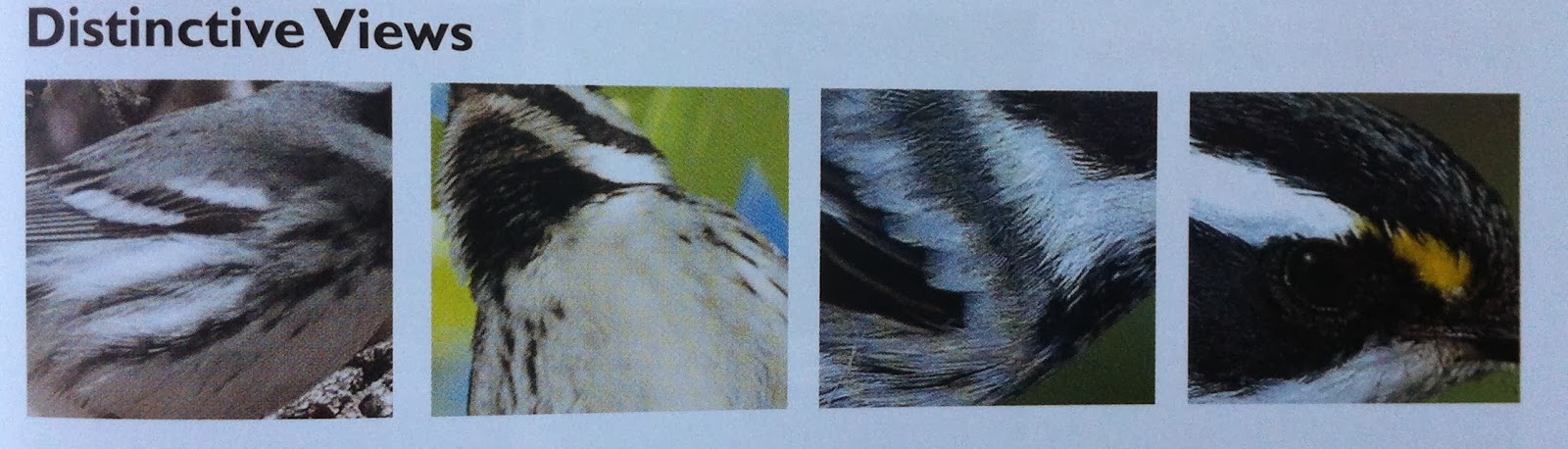 Arcticory...: "THE WARBLER GUIDE"