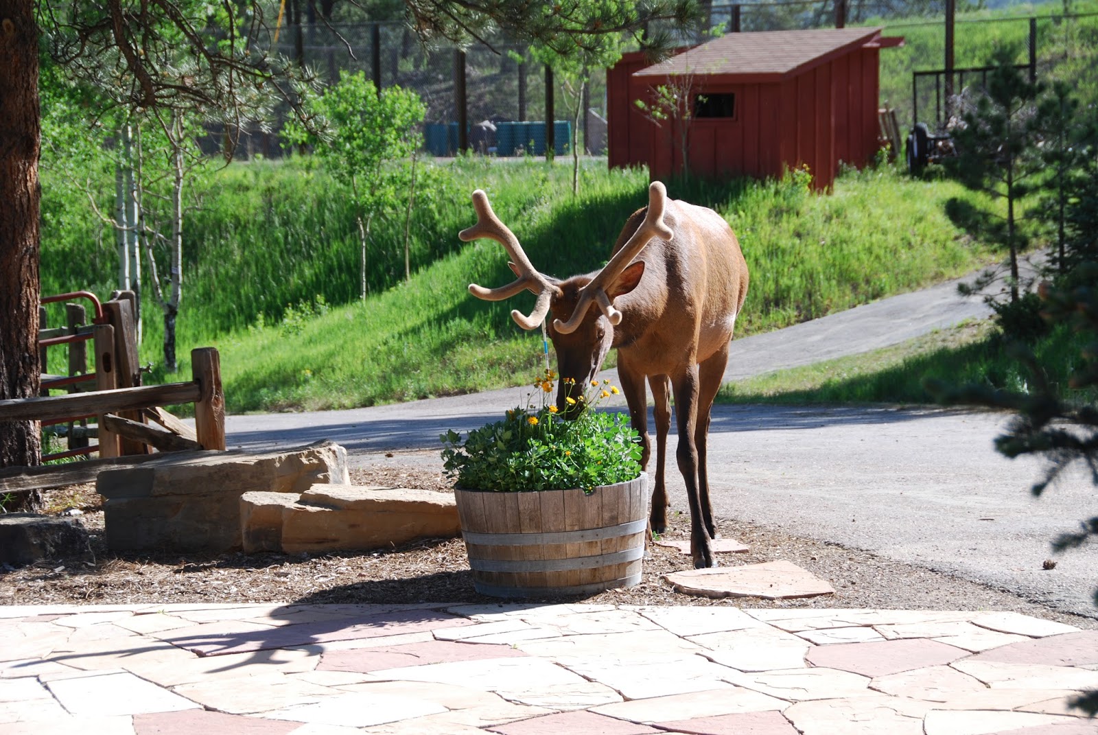 Elk Resistant Flowers