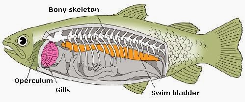 South asia most famous fish 'ROHU' (LIBIO ROHATA) | My aquarium