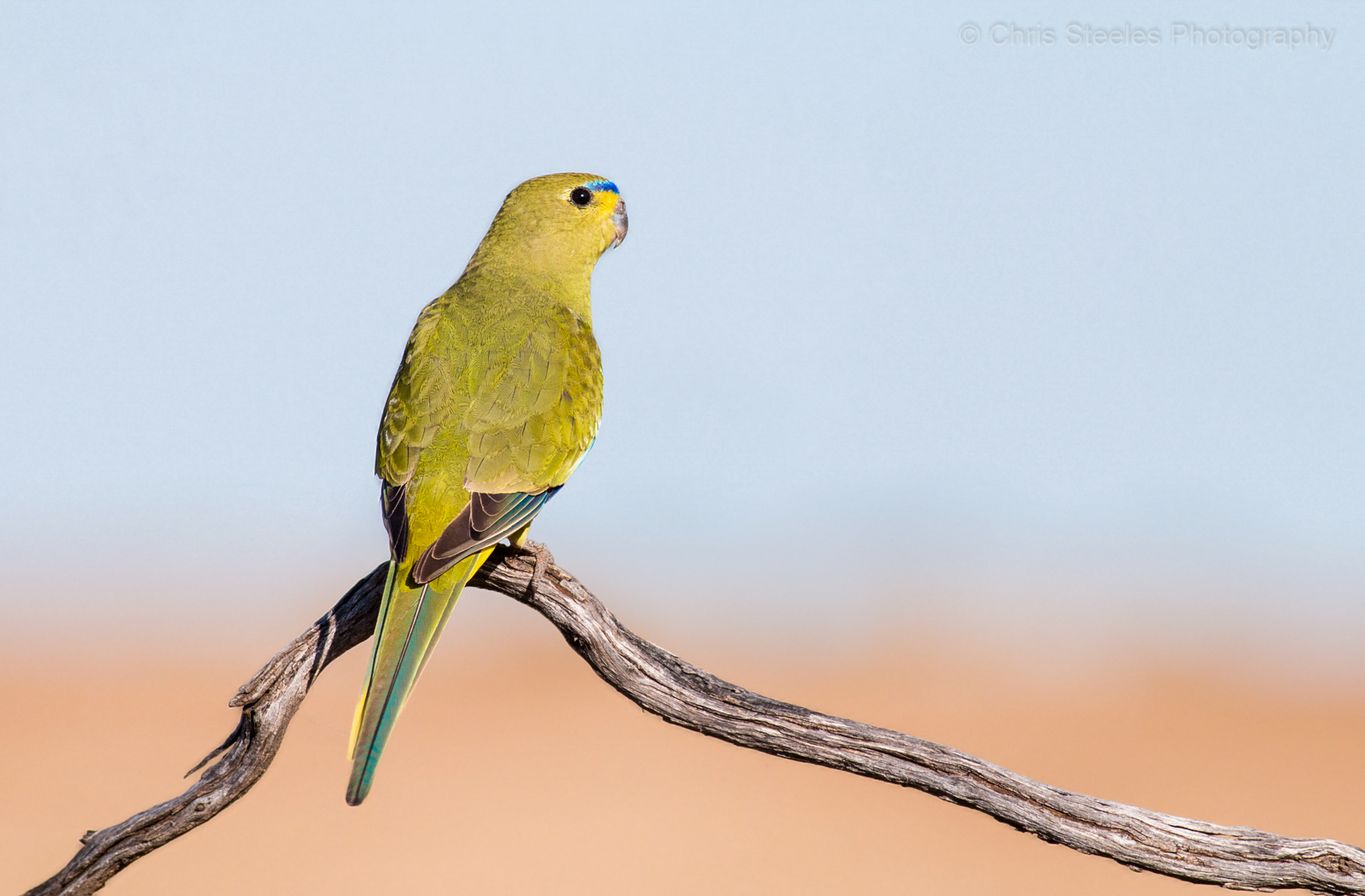 Of Potato weed and Elegant Parrots....