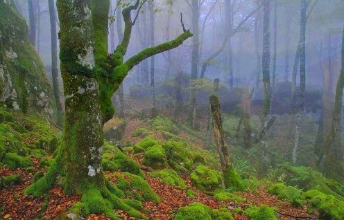 MIL Y UNA HISTORIAS : Bosque de Irati - Navarra