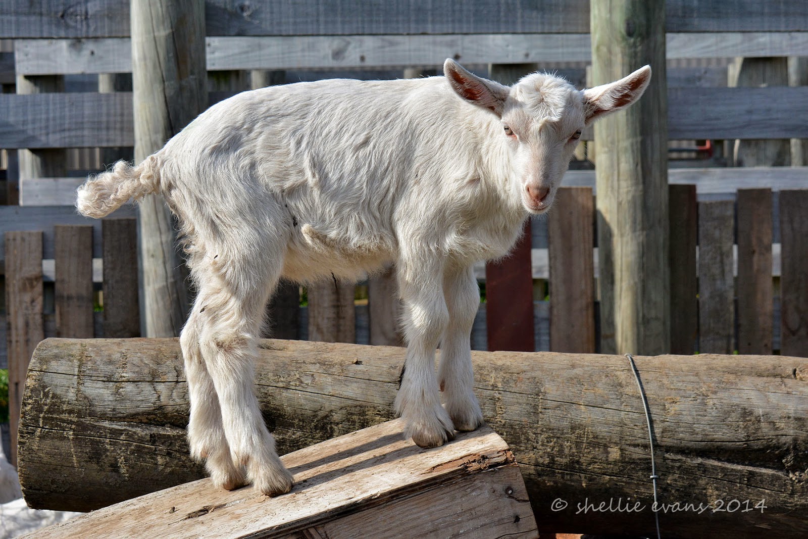 Two Go Tiki Touring: Calves & Kids