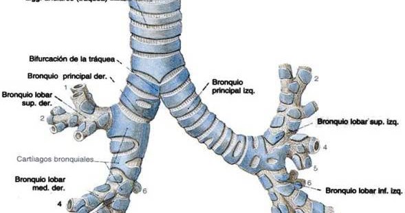 Aparato Respiratorio 3A: La tráquea