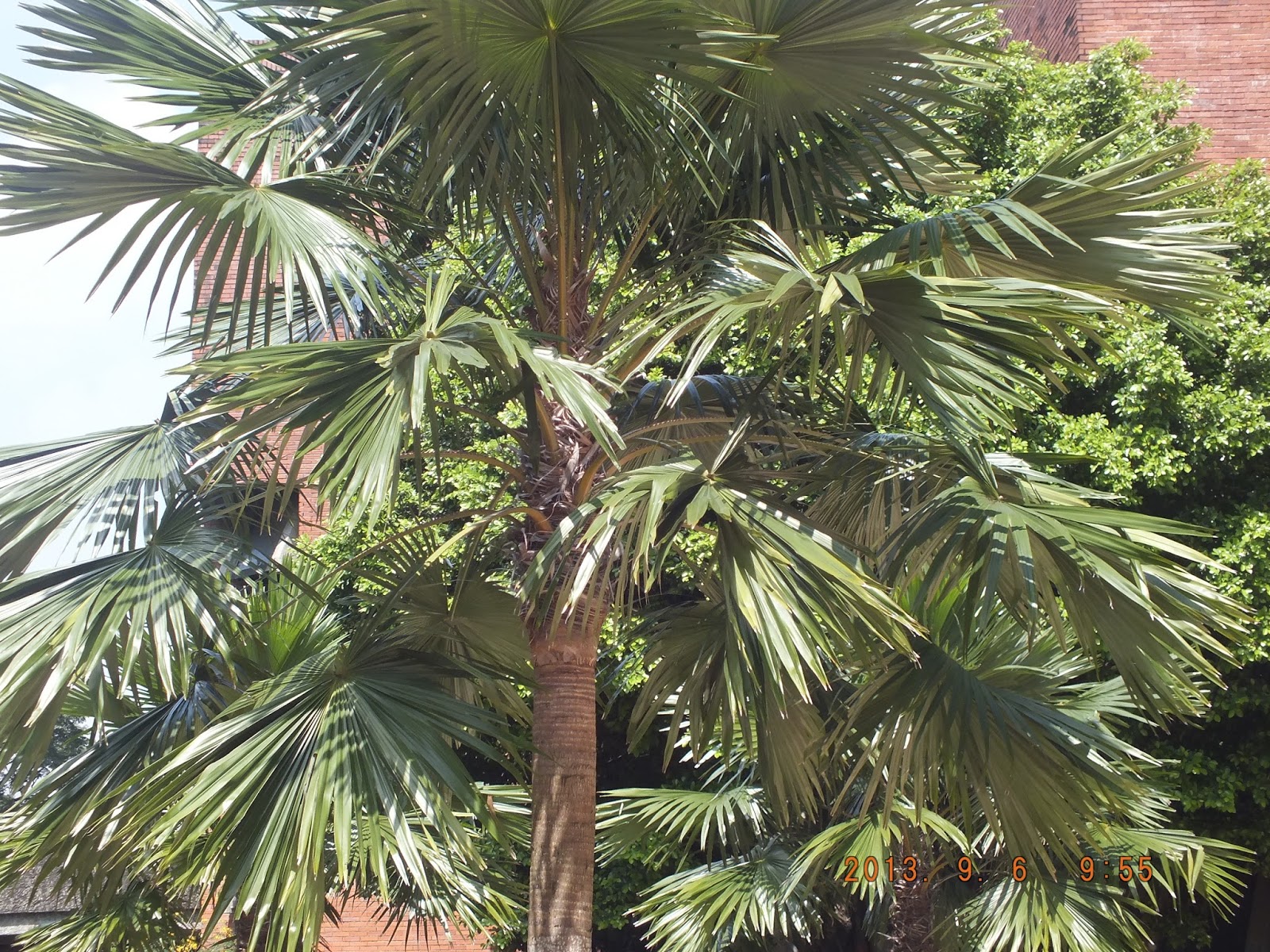 Photography with Dr. Ernie.: native trees: the Anahaw, Levistonia ...