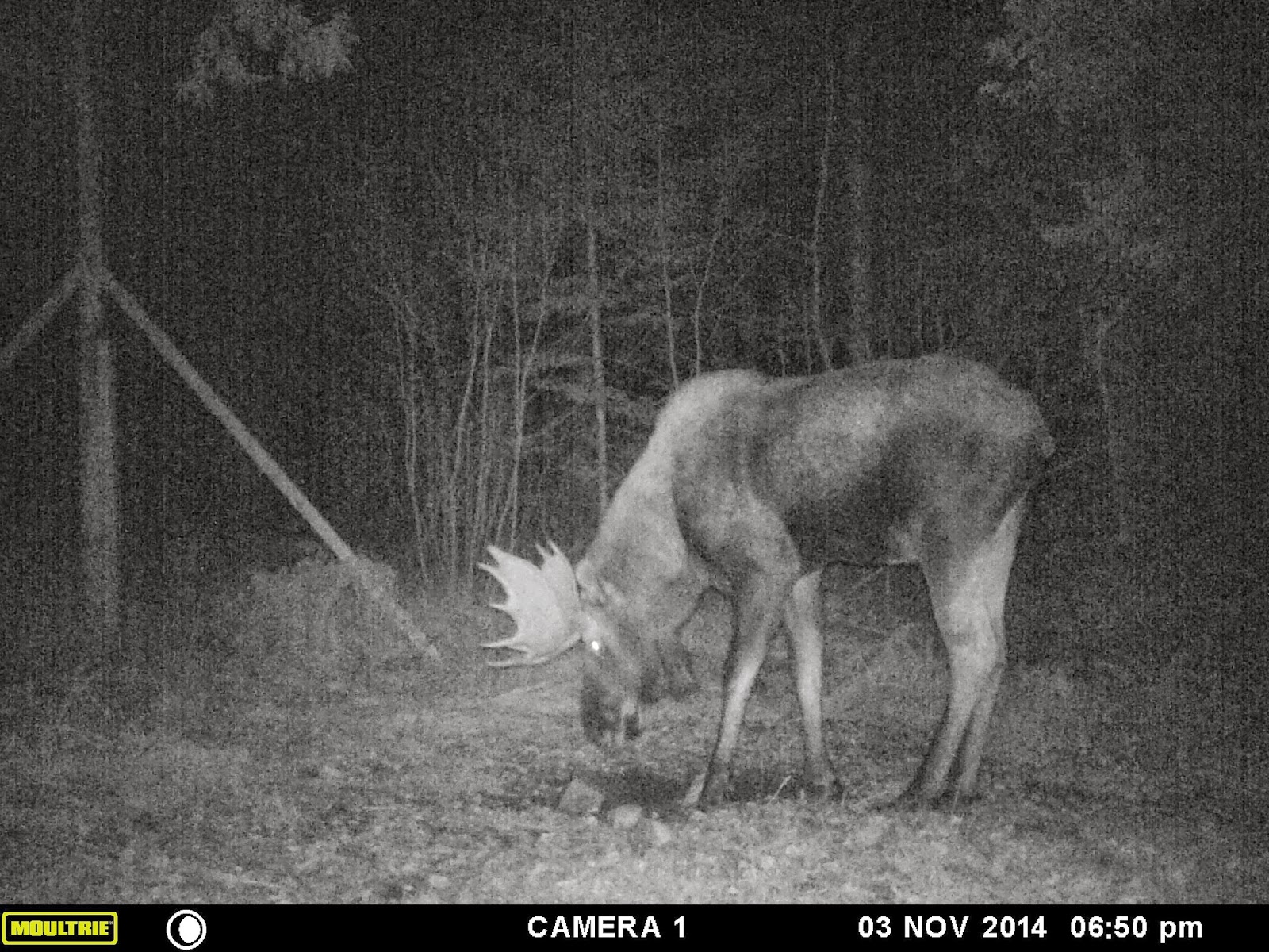 The Walking Stick: Upper Peninsula Moose Caught on Camera