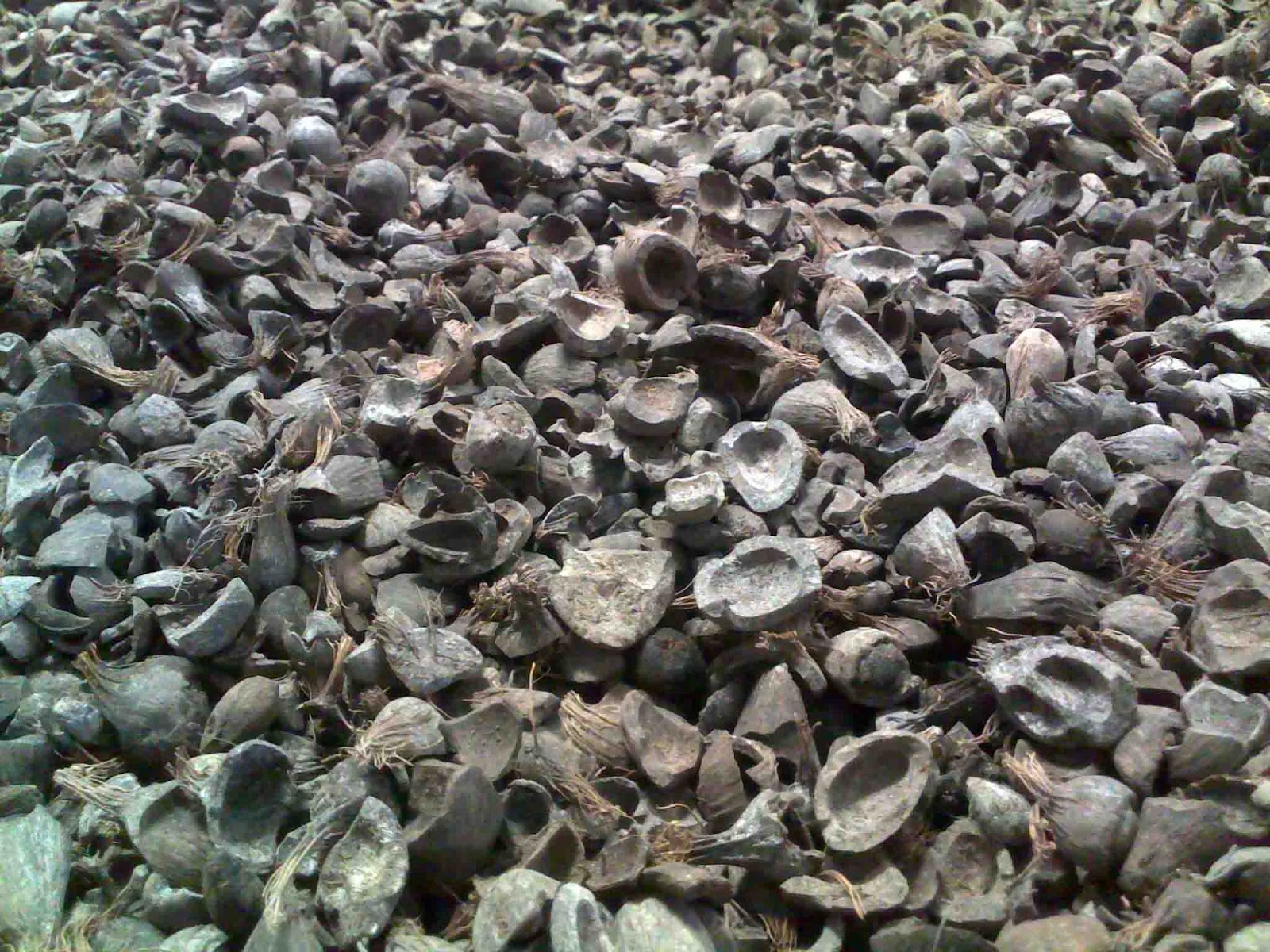 Cangkang Sawit | Pengadaan Cangkang Kelapa Sawit: Pengadaan Cangkang ...