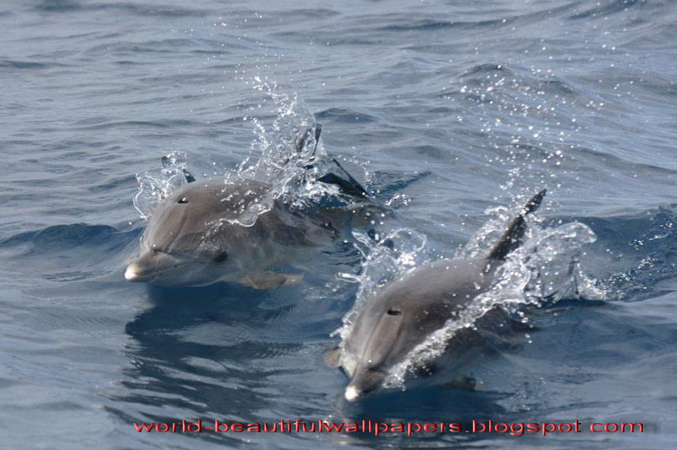 Beautiful Dolphins | Zone Wallpaper Backgrounds