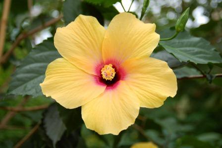 Hibiscus rosa-sinensis | Pustaka Flora | Database Tanaman Landscape