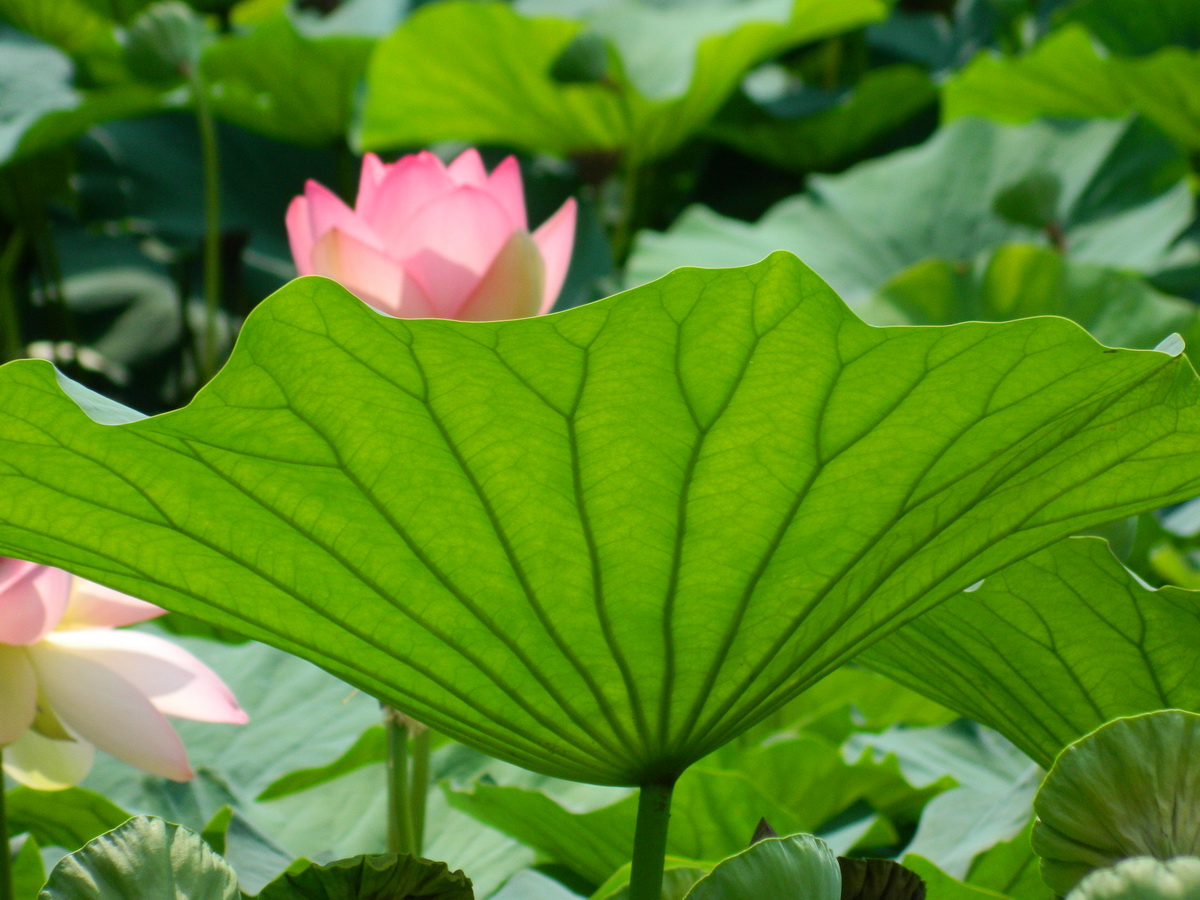 LA MULTI ANI, ROMANIA!: Frunze de nufar