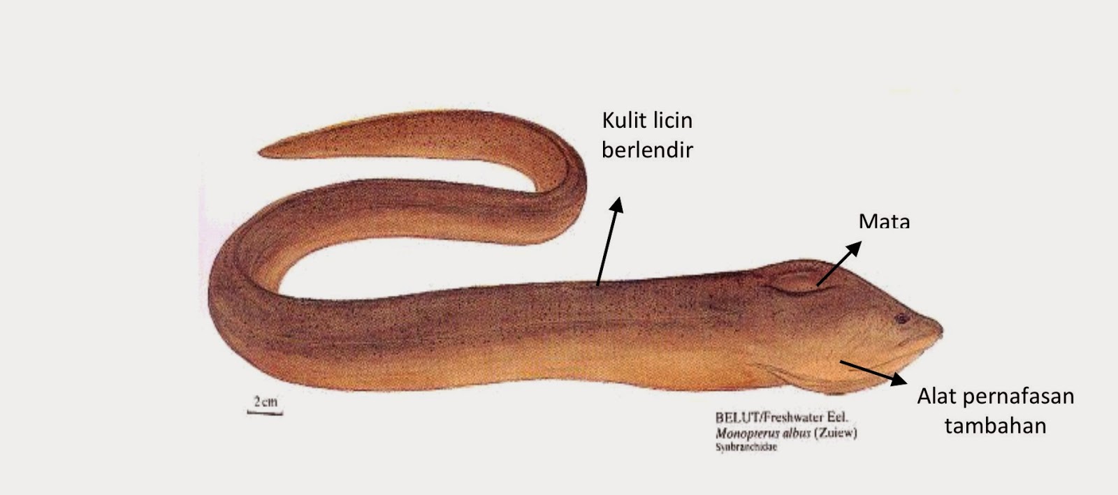 Mengenal Ikan Belut - Lalaukan