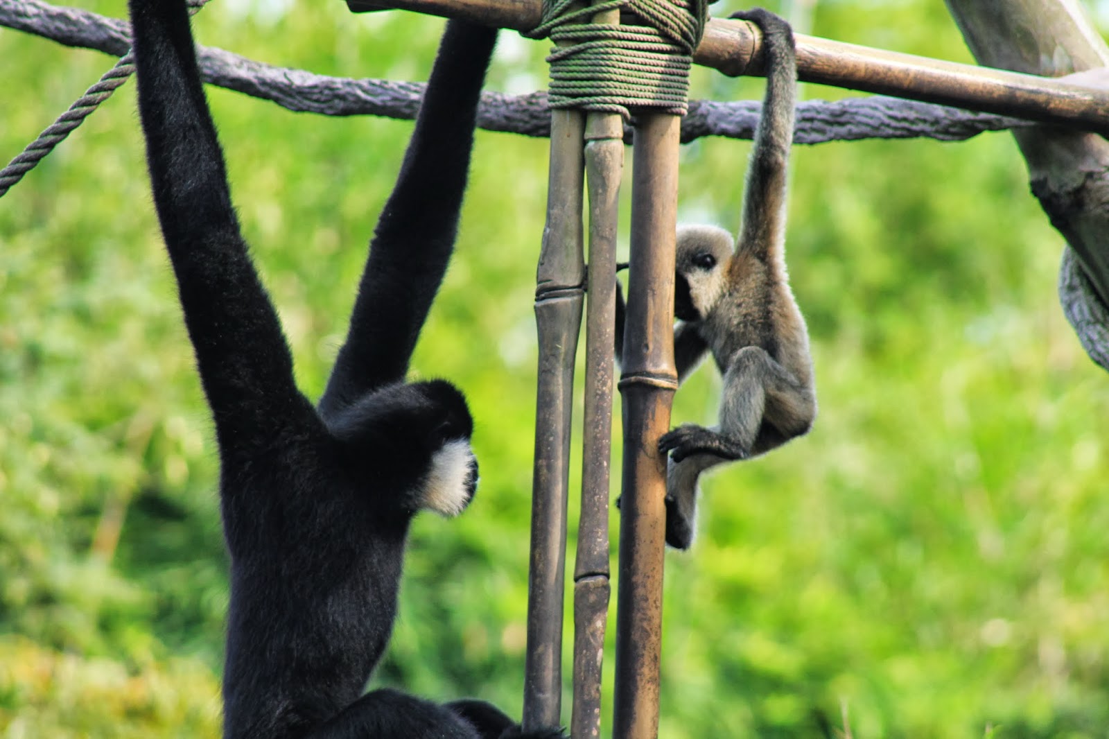 Daddy Waddy Weeviews: Baby Monkey Finds Mom And Dad Monkey