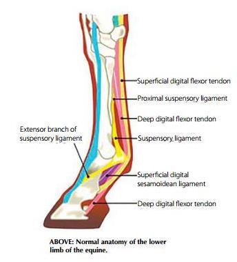 Kia Herold: Hevosen jännevamma