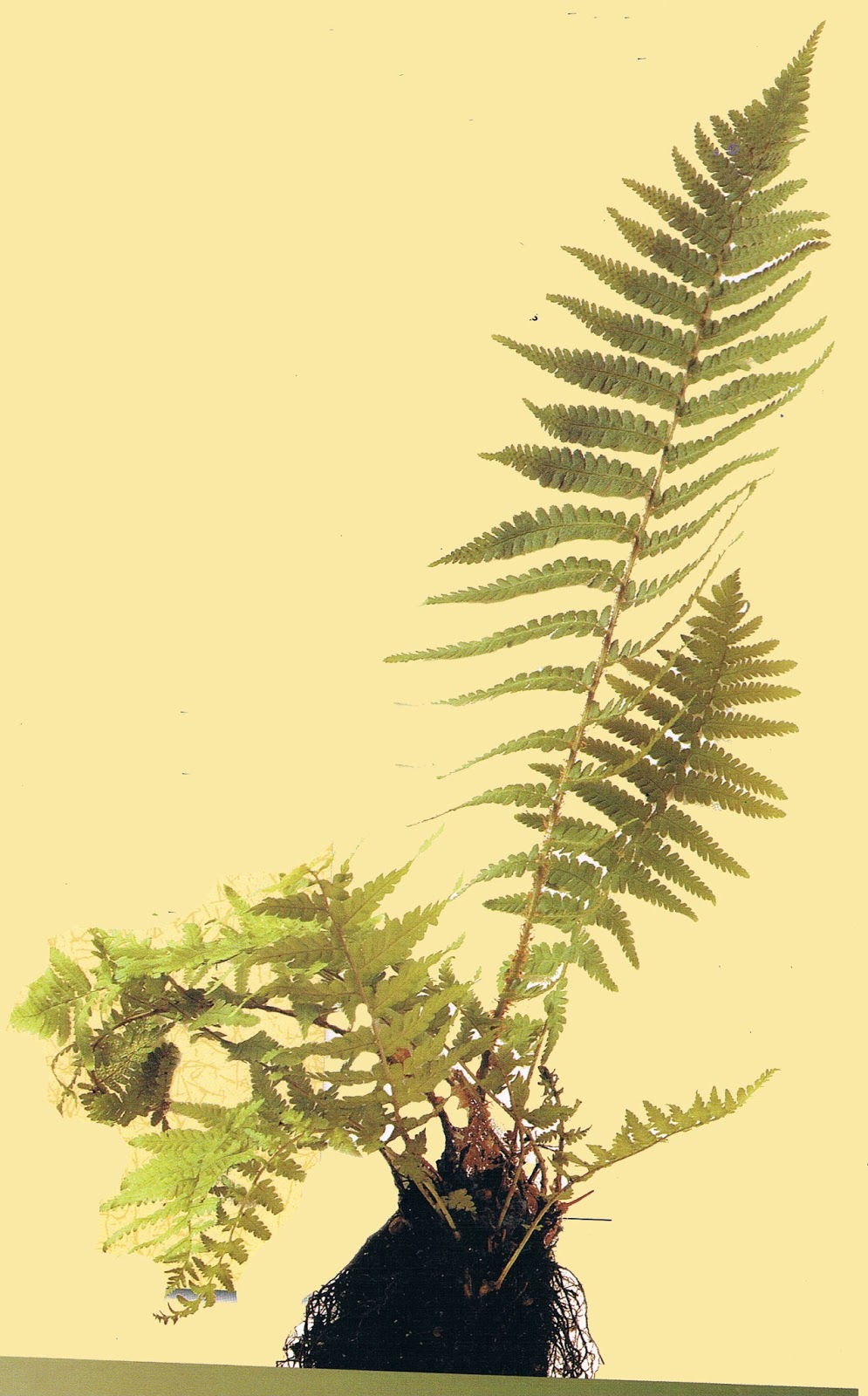 arbustosensevilla-encinarosa: Helechos - Pteridium aquilinum / Helecho ...