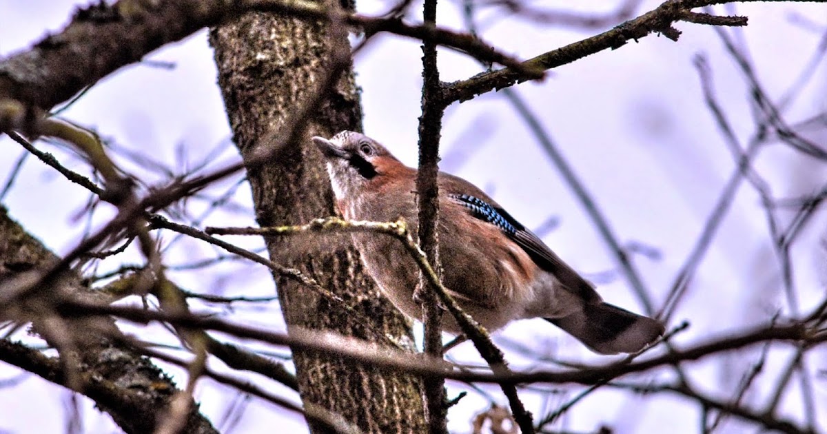 MYSLIVOST: Sojka obecná pozorný a ostražitý pták v lese. Sojka nás ...