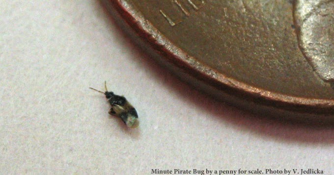 Dorchester Times: Stop The Biting Bugs! Minute Pirate Bugs Take Over Area