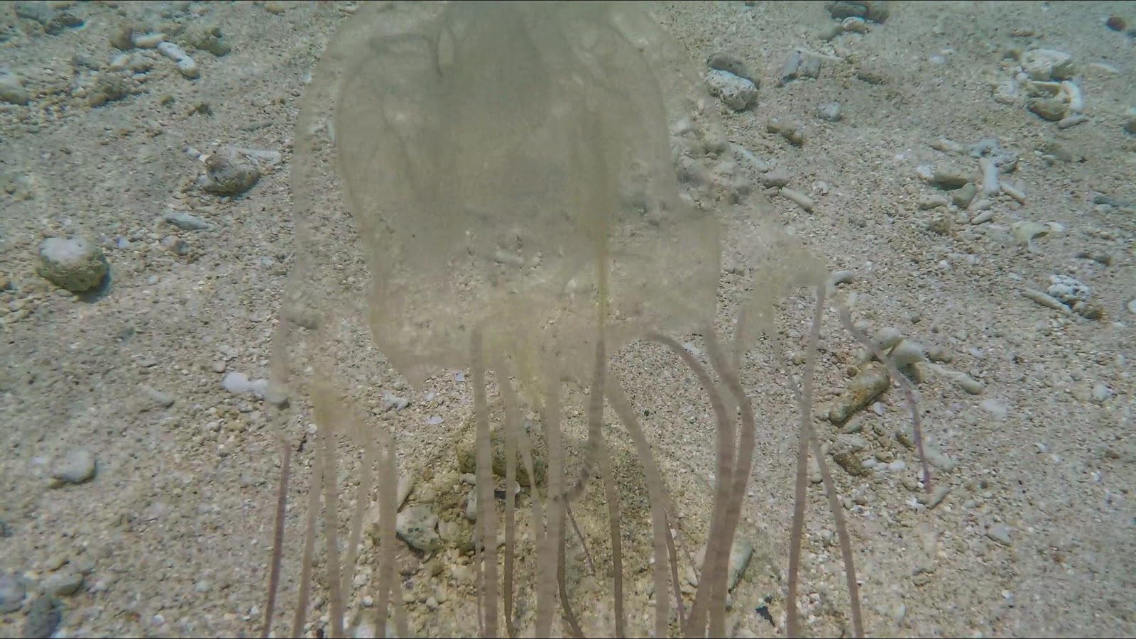 Box Jellyfish On The Move In The Philippines