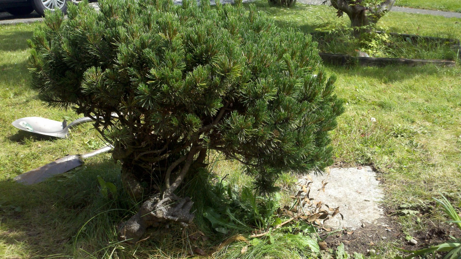 Horiuchi Bonsai: Mugo Pine yamadori