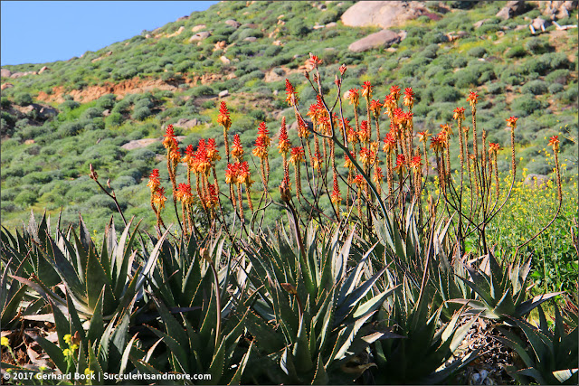 Aloe wonderland at Jurupa Mountains Discovery Center in Southern California