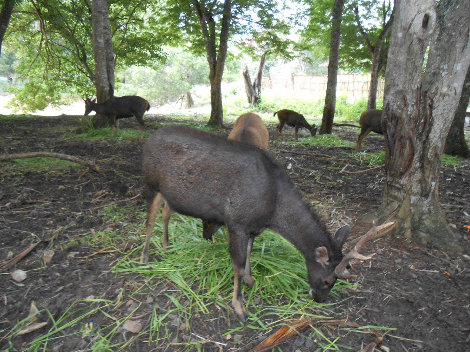 Ke Kandang Rusa Unila - Diary Faris
