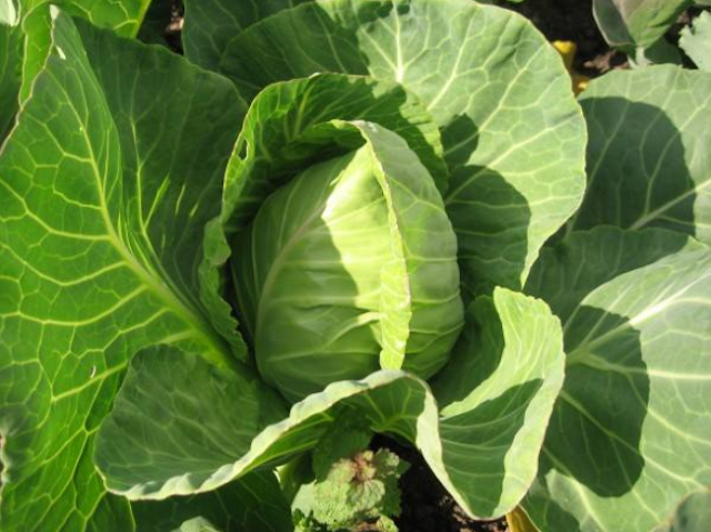 KILIMO BORA CHA KABICHI (CABBAGE) - Mabusi H.M Agricultural Projects