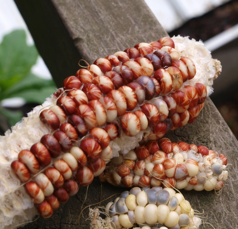 KnitOwl: Blue aleurone, red striped pericarp - crossing my Indian corn