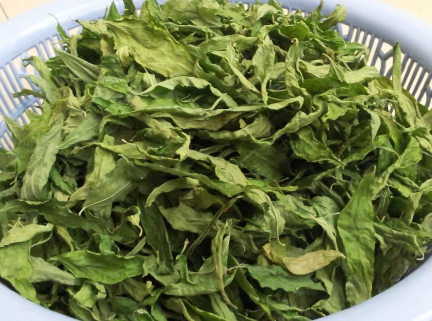 Sabah Snake Grass SSG: Photo Gallery - SSG