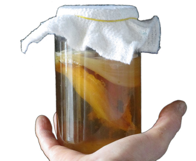 Gör egen kombucha! Scoby svamp till salu, skickas med vanlig post på 1 ...