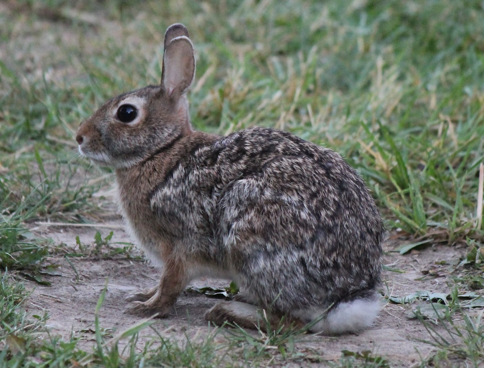 Found on the Trail: Cottontail