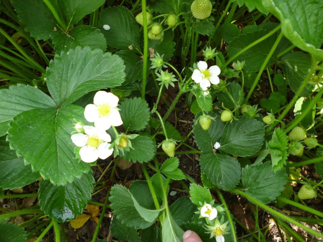 Seminte si plante de gradina hobby