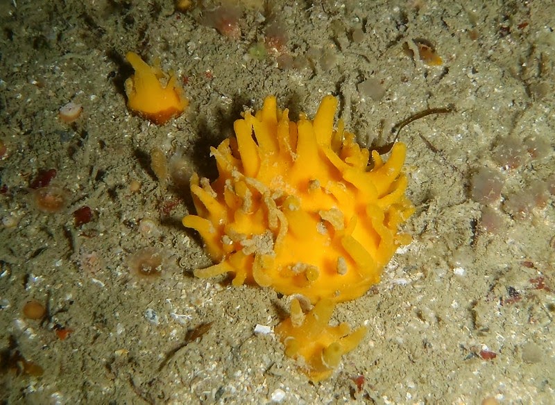 Audubon-nature: Photos sous-marines, les Eponges de France métropolitaine
