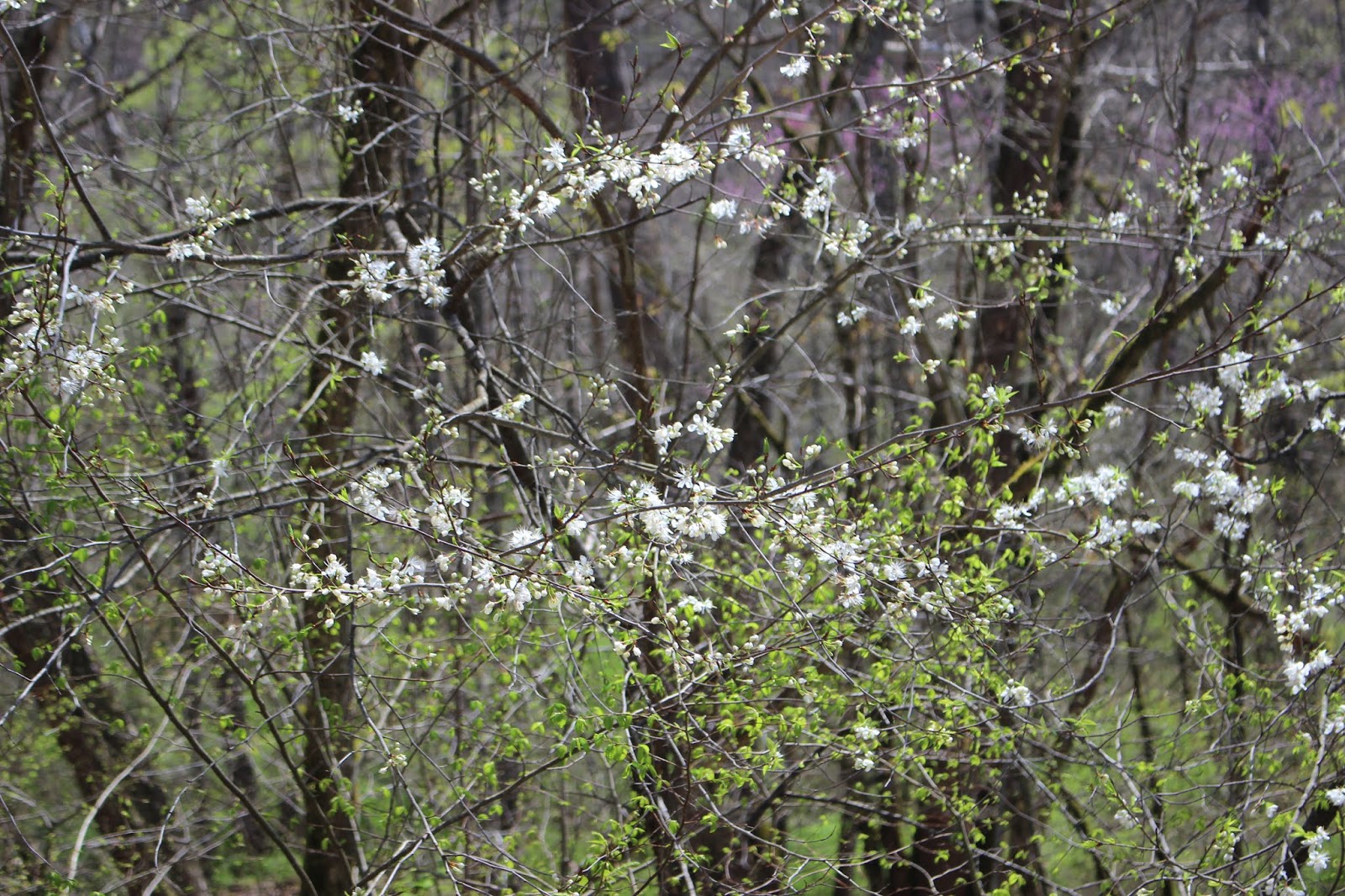 Cumberland Gal: Tallassee Wildflower Walk 2018